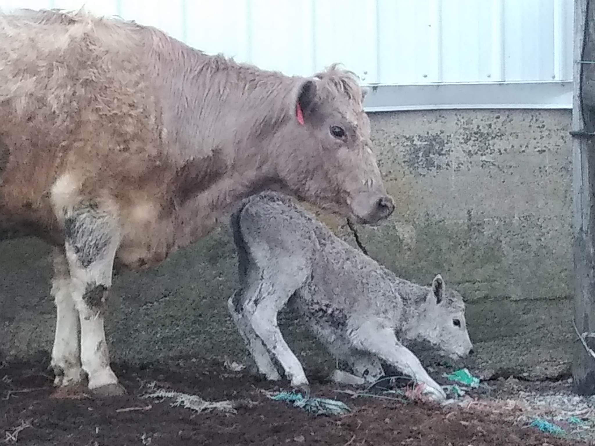 Beef: It’s What’s For Dinner (In A Year Or So) – Dissident Thoughts